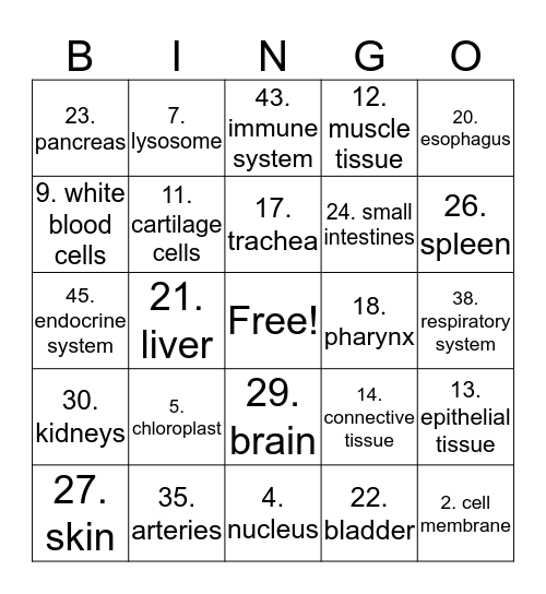 Body System BINGO Card