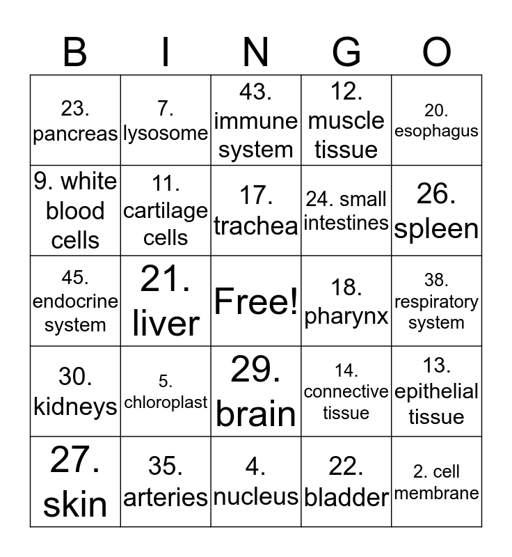 Body System BINGO Card