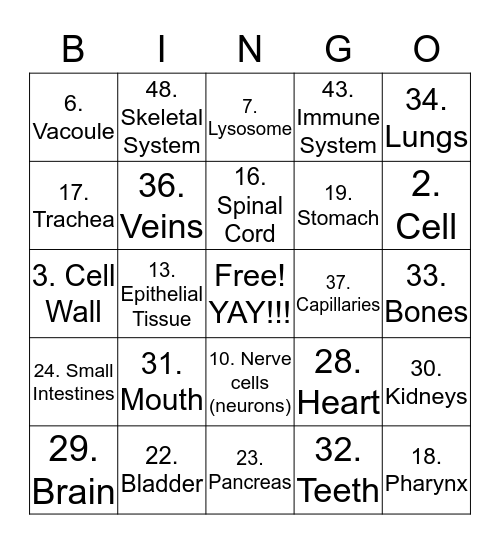 Body System Bingo Card