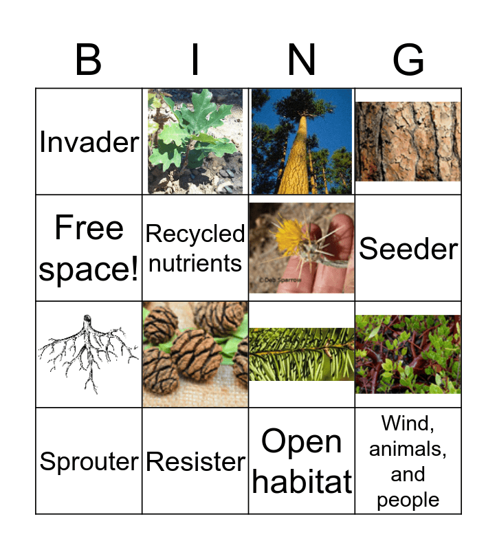 plant adaptations Bingo Card