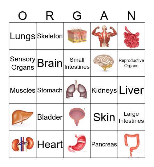 Organs of the Human Body Bingo Card