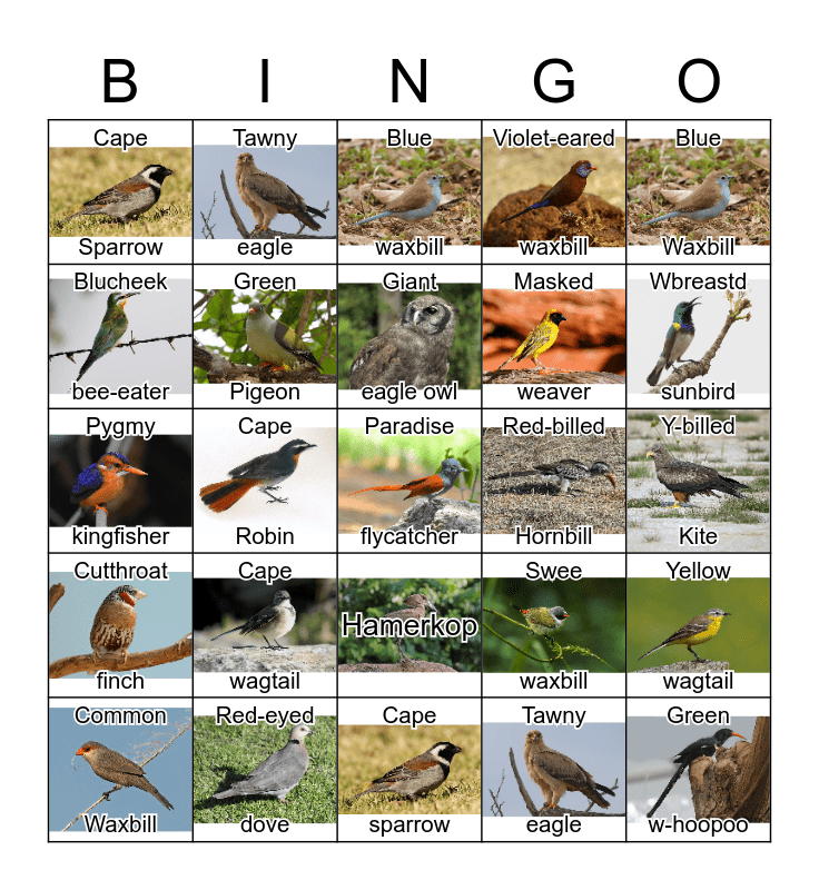 Birds of Gauteng Bingo Card