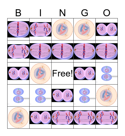 Mitosis Bingo Card