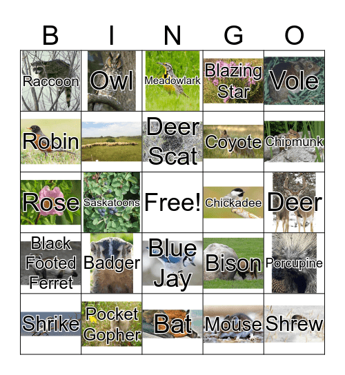 GRASSLANDS Bingo Card