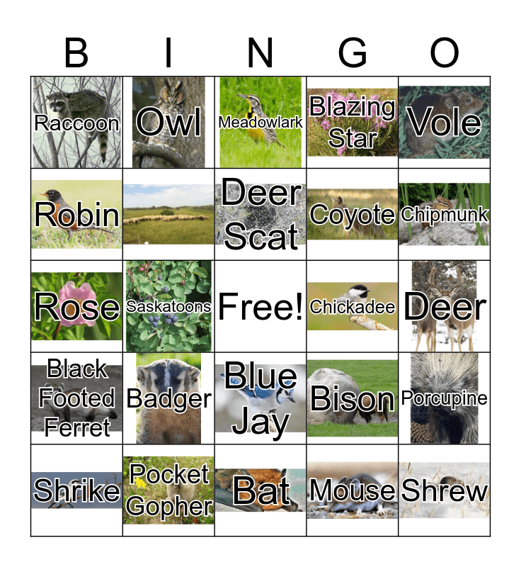 GRASSLANDS Bingo Card