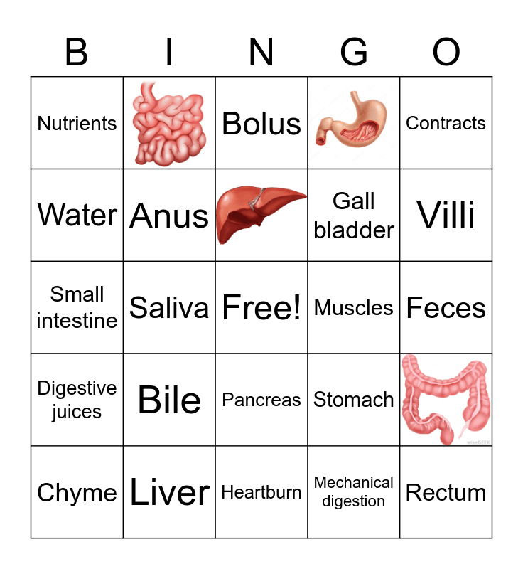 The Digestive System!!! Bingo Card