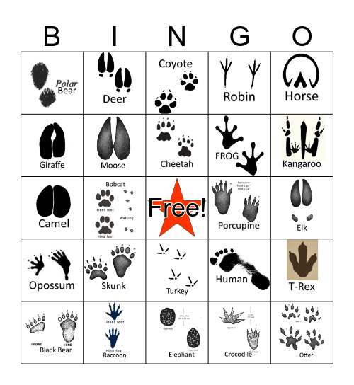 Animal Track BINGO Bingo Card