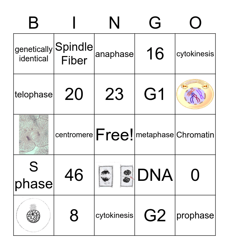 Mitosis Bingo Card
