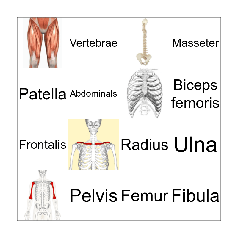 BONES & MUSCLES Bingo Card