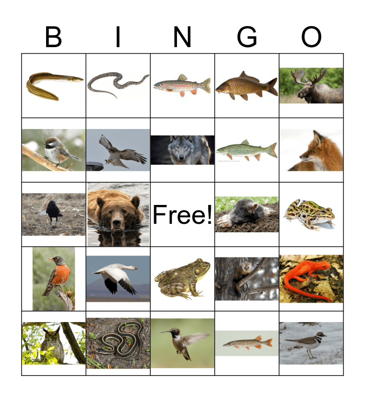 Vertebrates Bingo Card