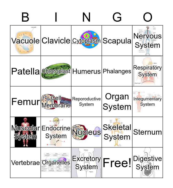 Body Systems/Cells Bingo Card