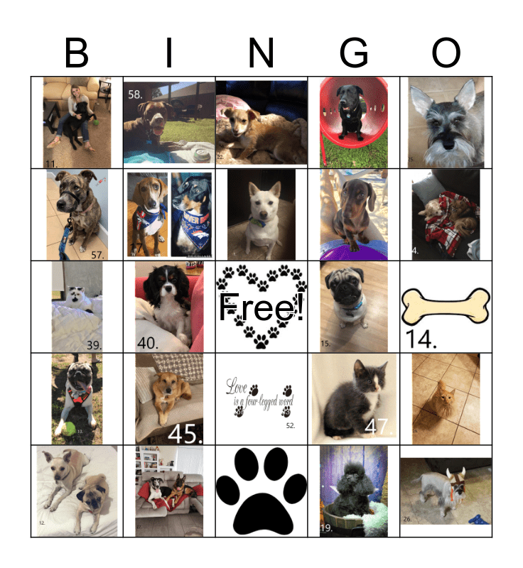 Saltmarsh Pet Bingo Card