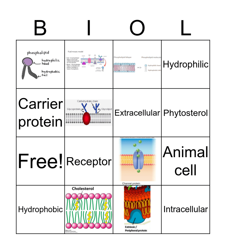 Cell membrane Bingo Card