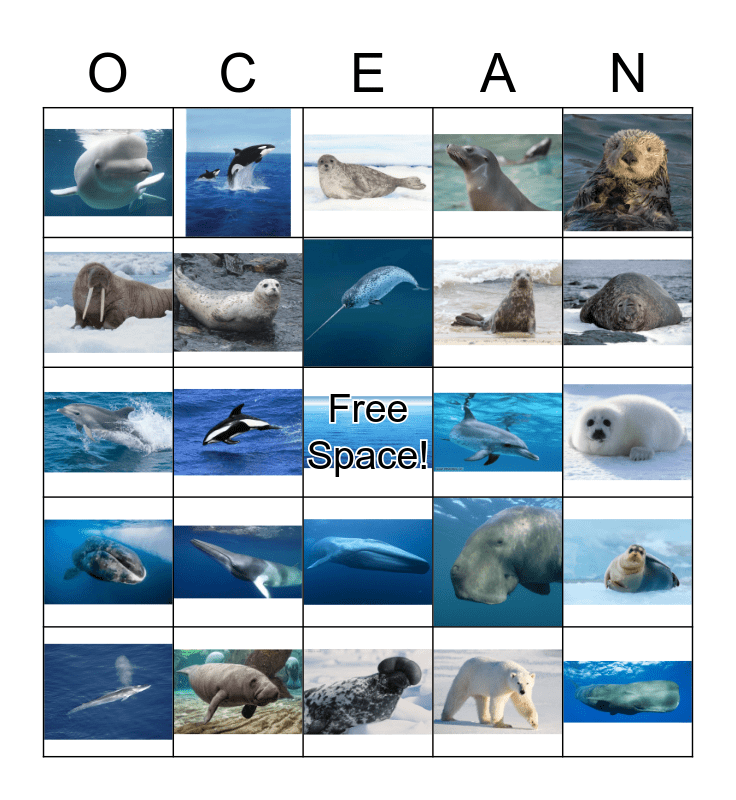 Marine Mammal Bingo! Bingo Card