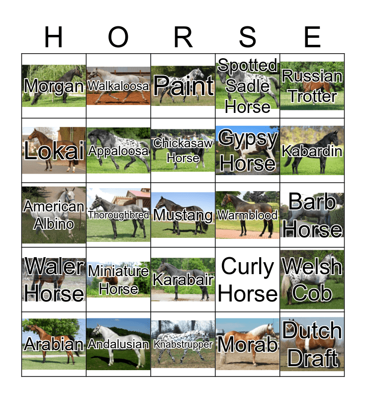 Horse BINGO! Bingo Card