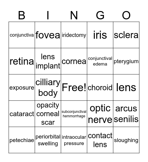 Eye Anatomy Bingo Card