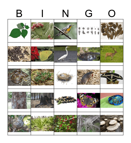 2019 Paulson Visit Forest Bingo Card