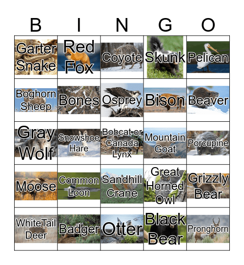 Yellowstone Bingo Card
