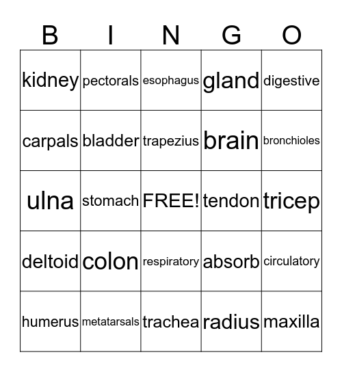 Human Body Bingo Card