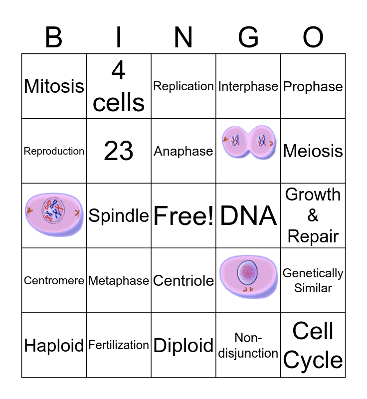 Mitosis Meiosis Bingo Card