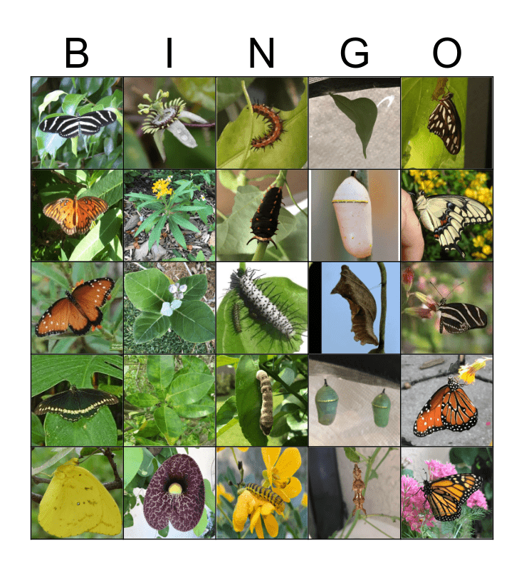 Butterfly Bingo Card