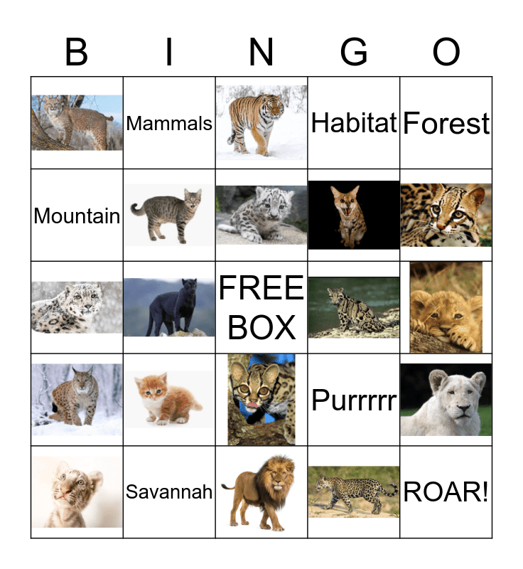 Fierce Cat Bingo - Let's Play! Bingo Card