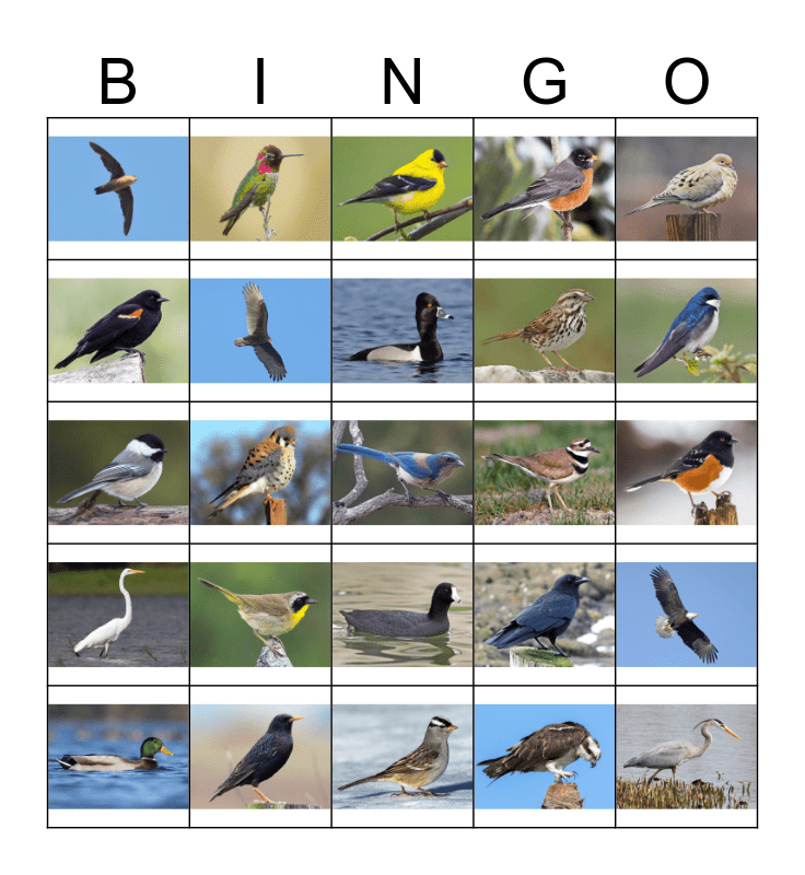 Bird Bingo Card