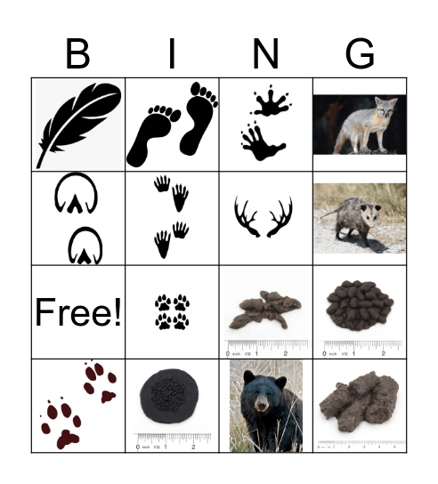 Animal Tracks & Scat Bingo Card