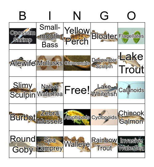 Lake Michigan Food Web Bingo Card