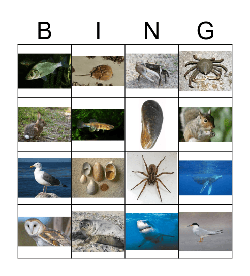 Animal Bingo Card