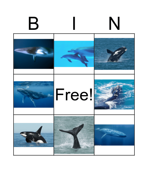 Whale Bingo Card