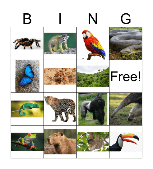 Rainforest Bingo Card