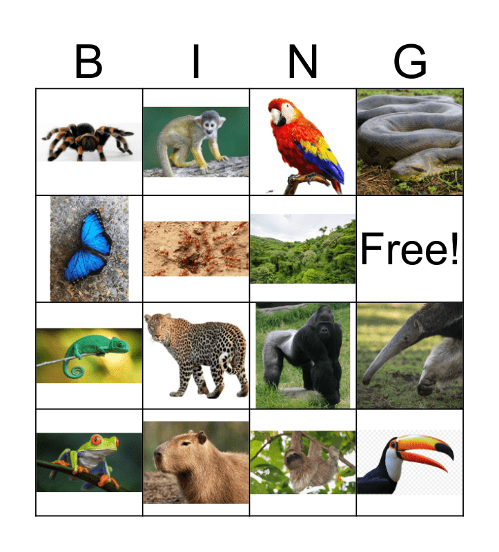 Rainforest Bingo Card