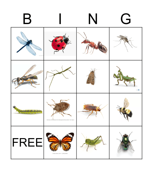 BUG BINGO Card