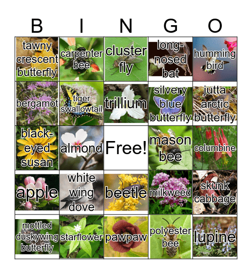 Pollination Bingo! Bingo Card