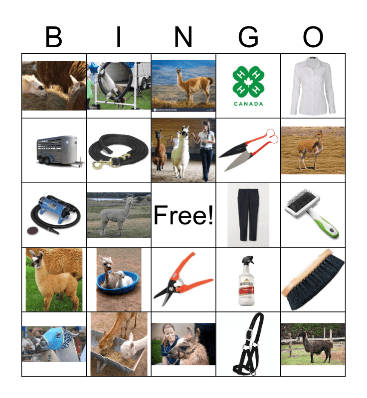 Norfolk Llama Club BINGO! Bingo Card