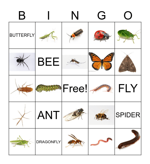 Bugs Bingo Card