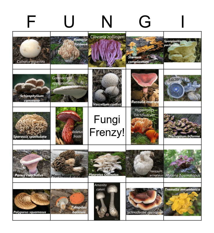 Fungi Bingo Card