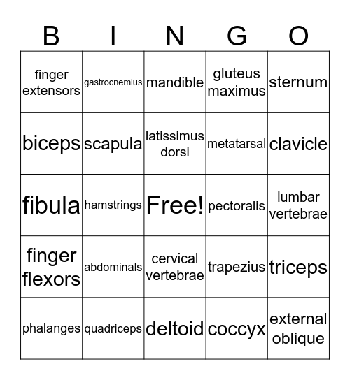 Bone and Muscle Bingo Card