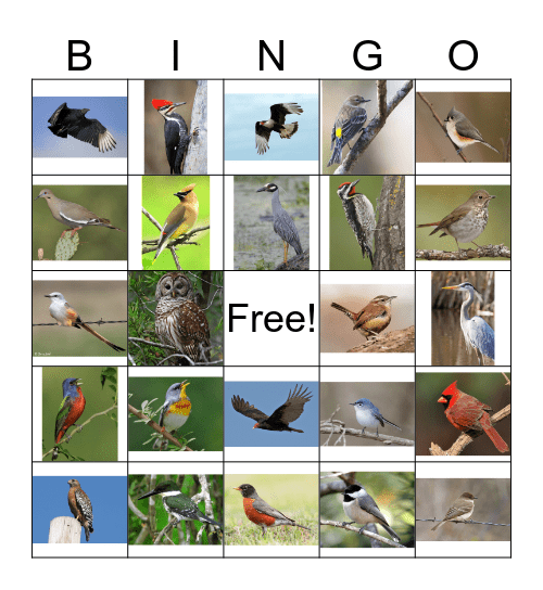 Bird Bingo at Palmetto State Park Bingo Card