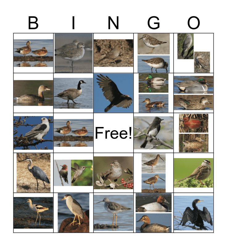 Wetlands Birds Bingo Card