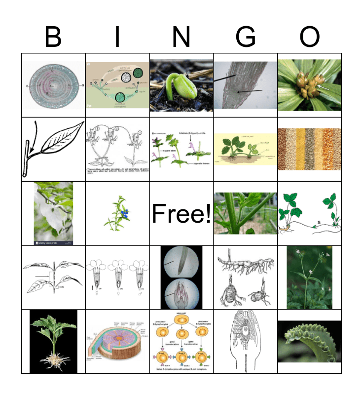 Plant Growth and Reproduction Bingo Card