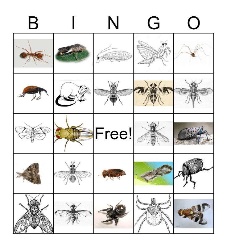 Insect Bingo Card