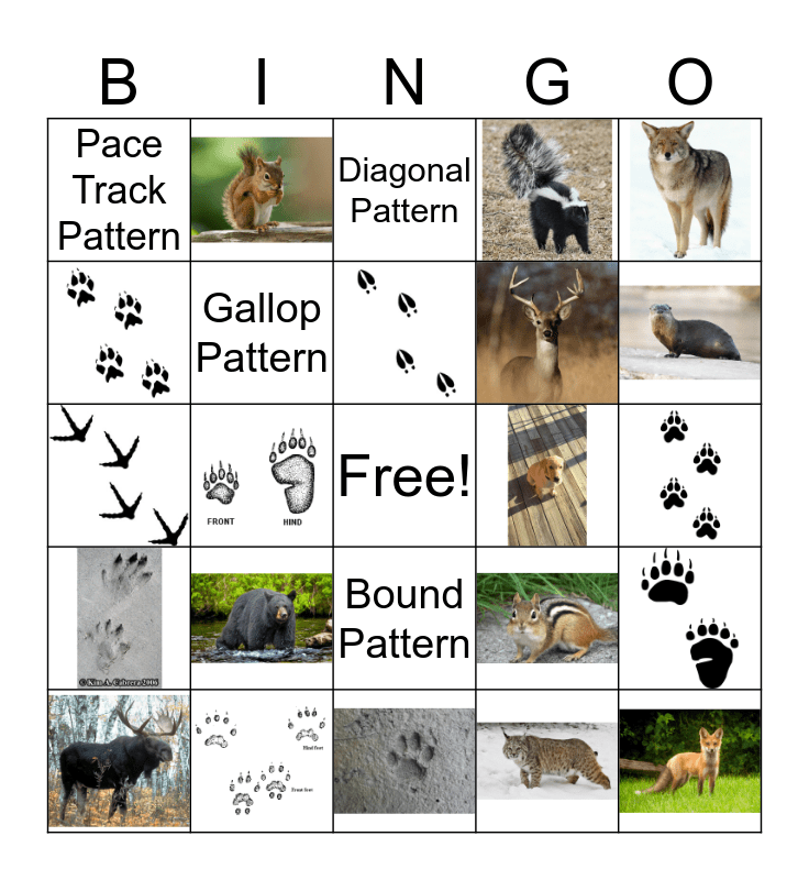Animal Tracking Bingo Card