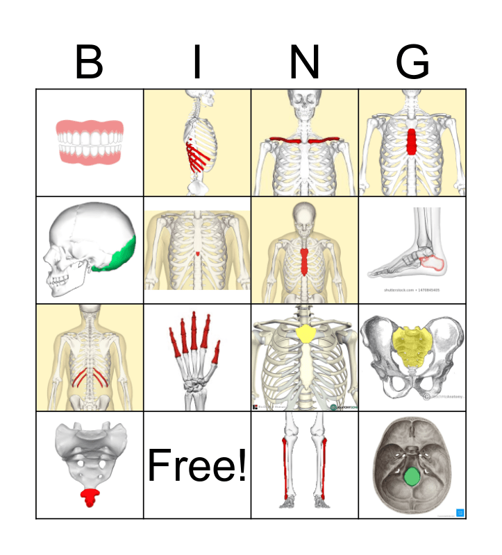 Bones of the Body Bingo Card
