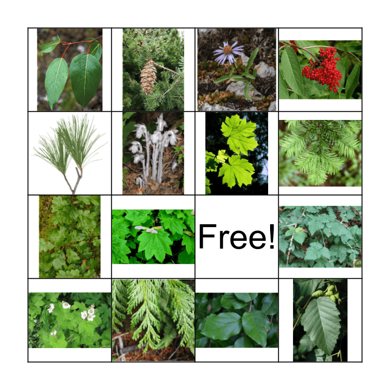 Wild & Immersive: Trees & Plants Bingo! Bingo Card