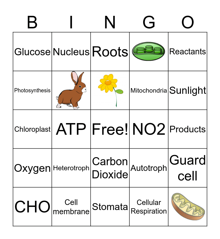 Cellular Energy Review Bingo Card
