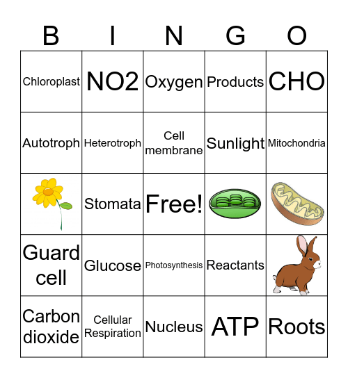 Cellular Energy Review Bingo Card