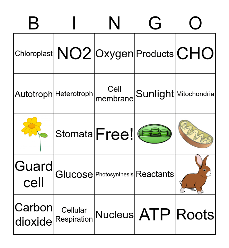 Cellular Energy Review Bingo Card