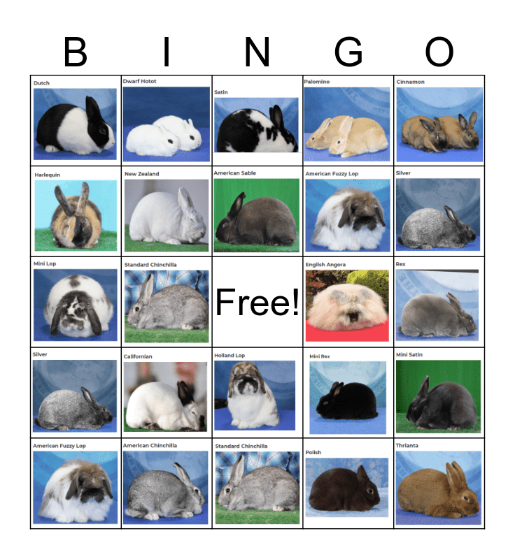 Rabbit Breeds Bingo Card